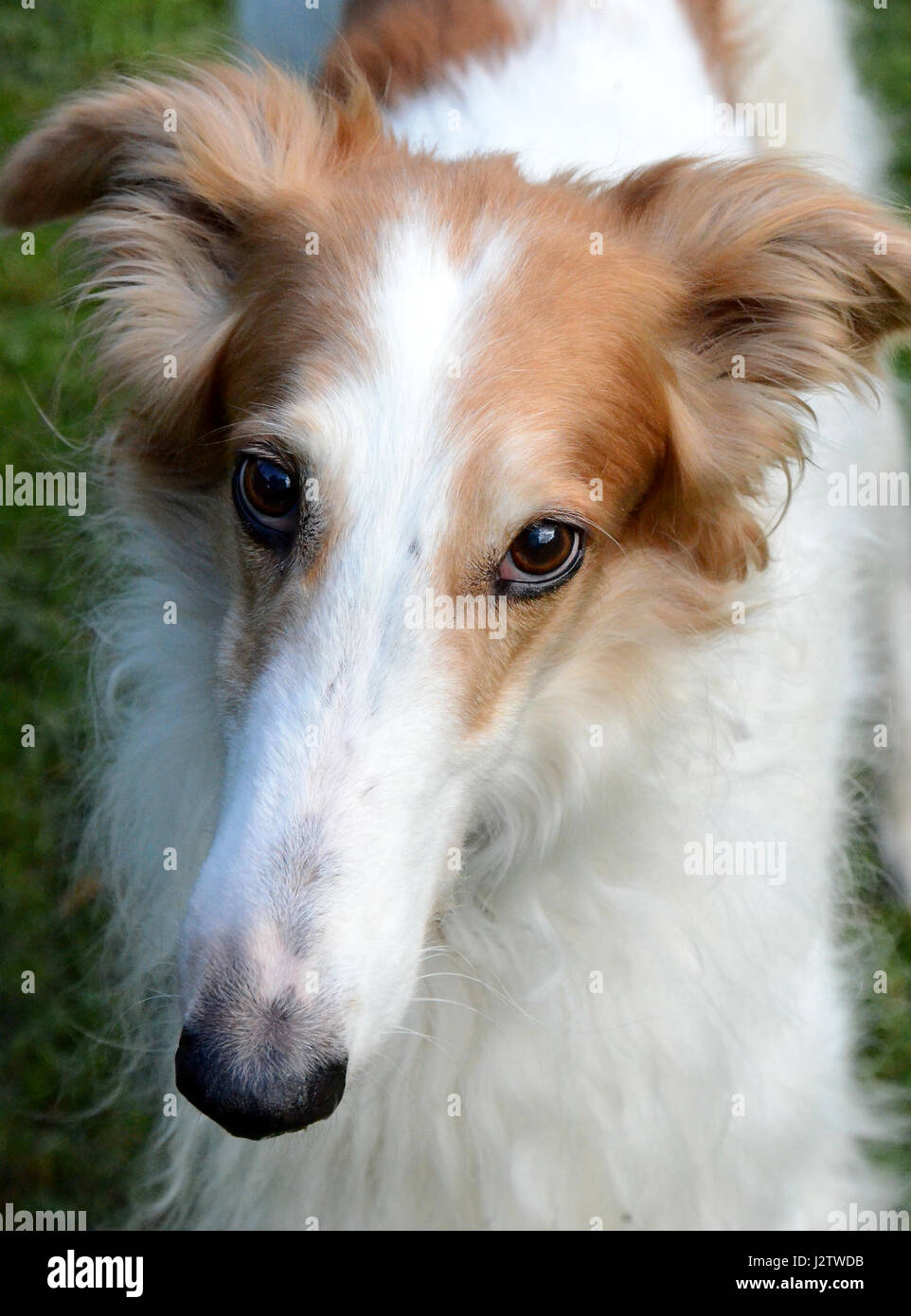 Borzoi face portrait Stock Photo - Alamy