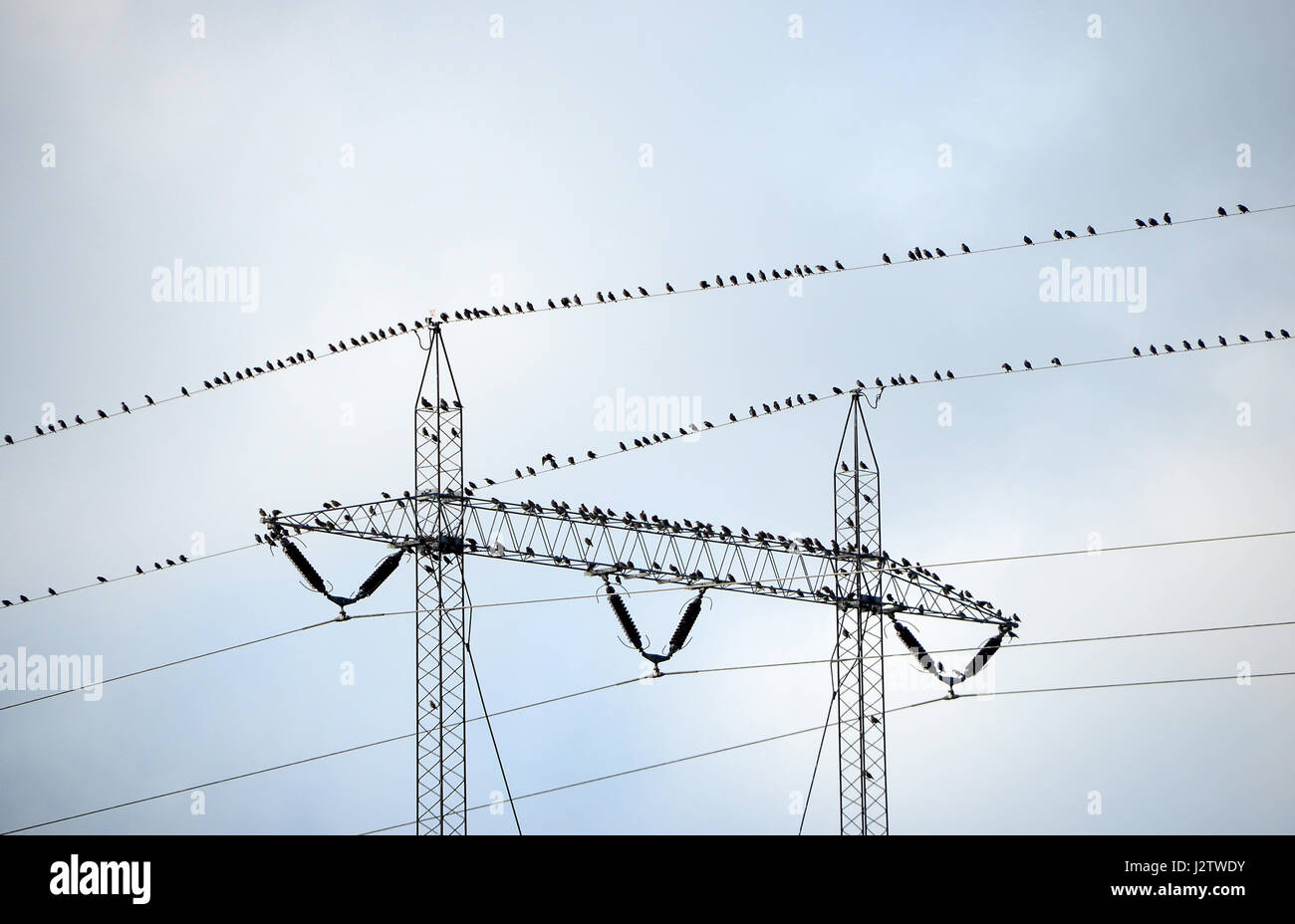 Birds at pylon hi-res stock photography and images - Alamy