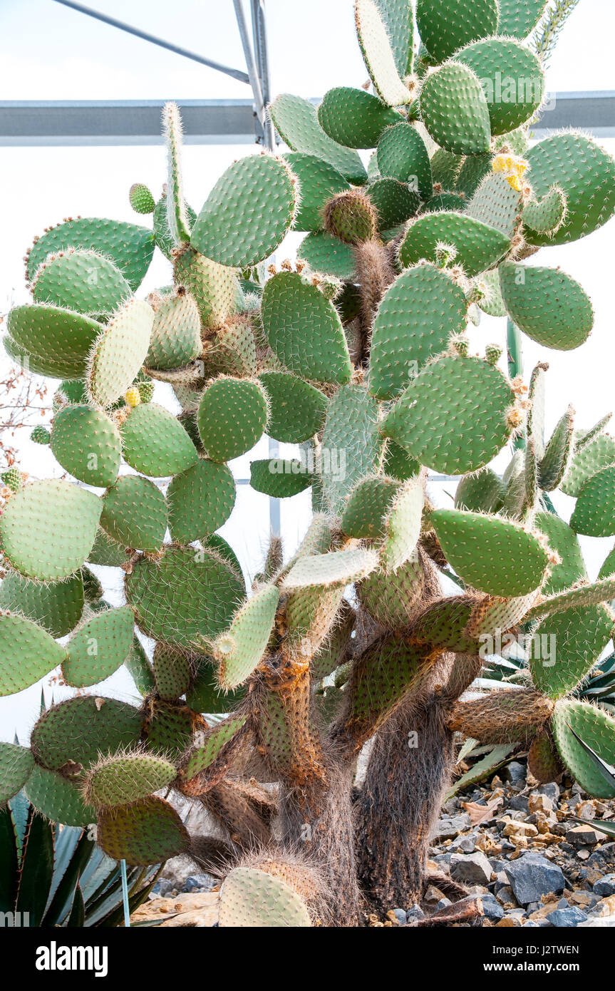 Opuntia leucotricha hi-res stock photography and images - Alamy