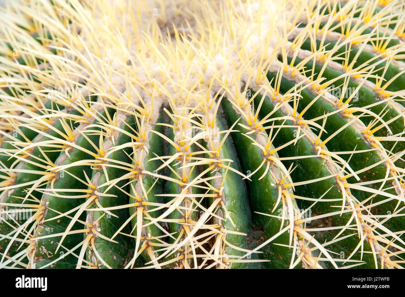 Echinocactus Flowers High Resolution Stock Photography and Images - Alamy