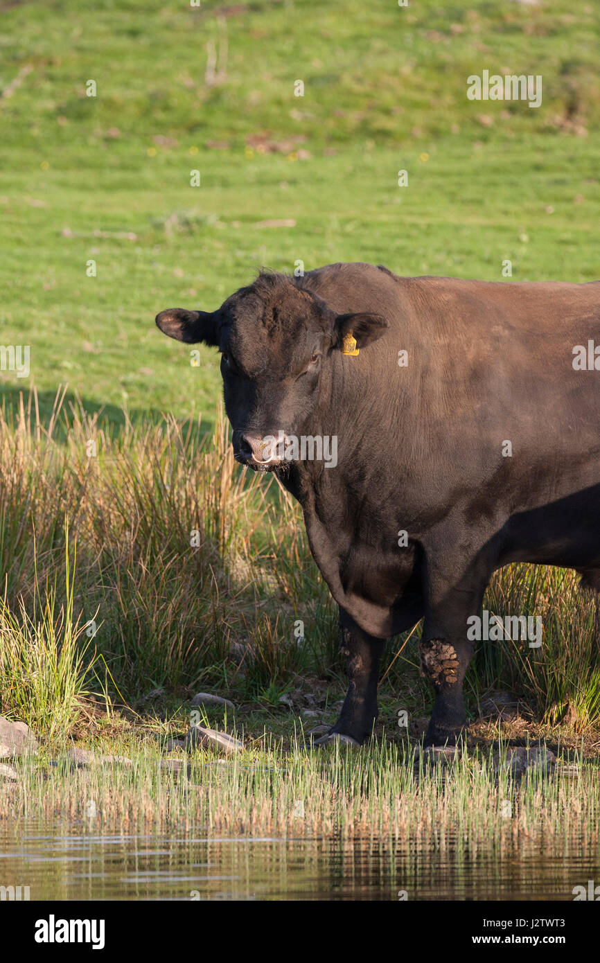 Beef Cattle, Portrait of single adult Aberdeen Angus bull, Aviemore ...
