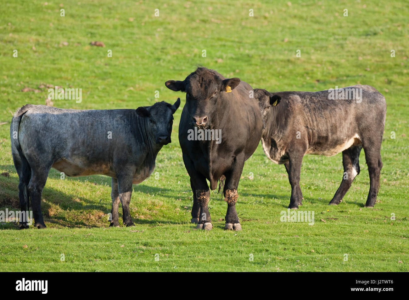 Beef Cattle, single adult Aberdeen Angus bull standing in field with ...