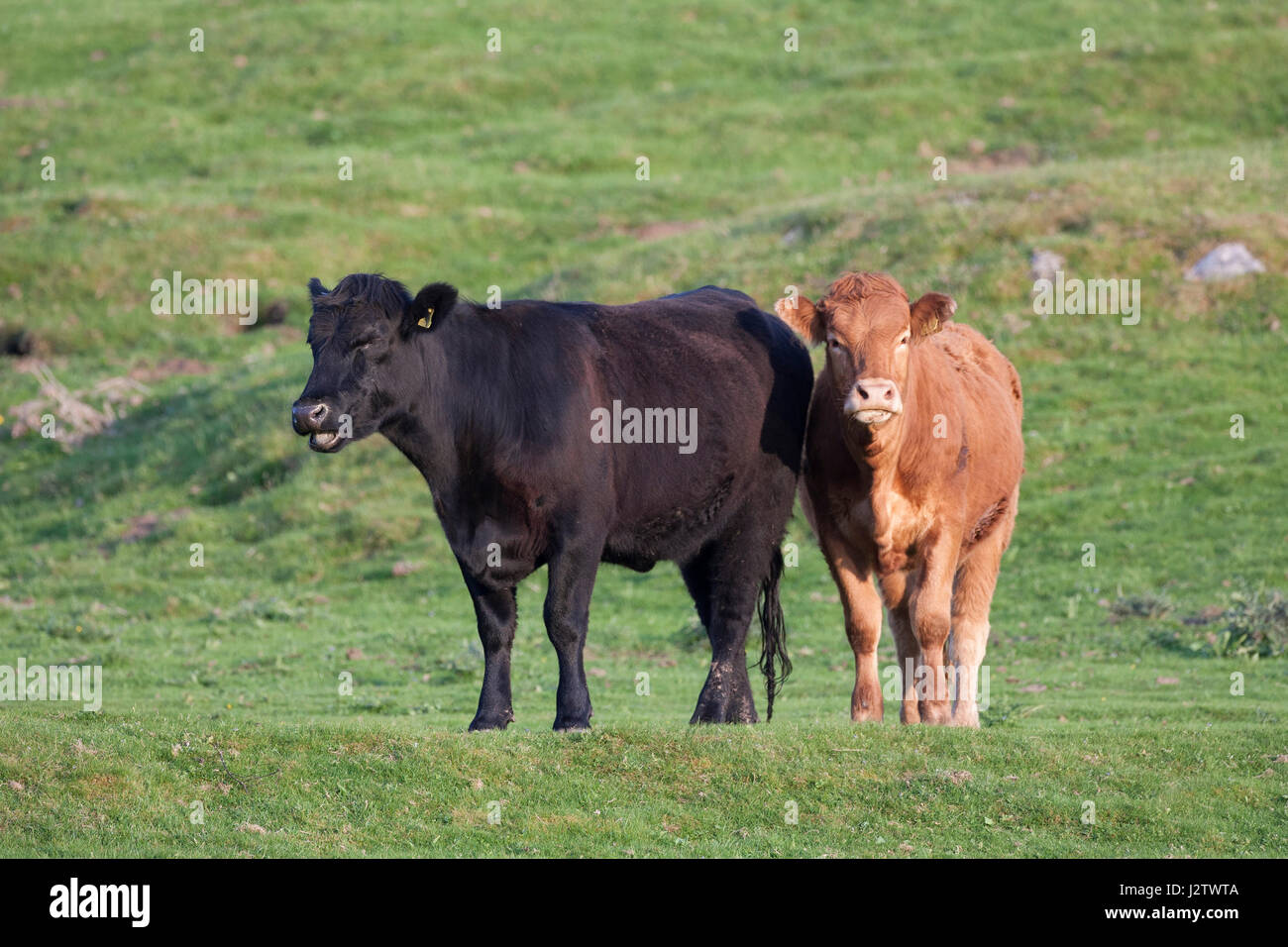 Adult cows hi-res stock photography and images - Alamy