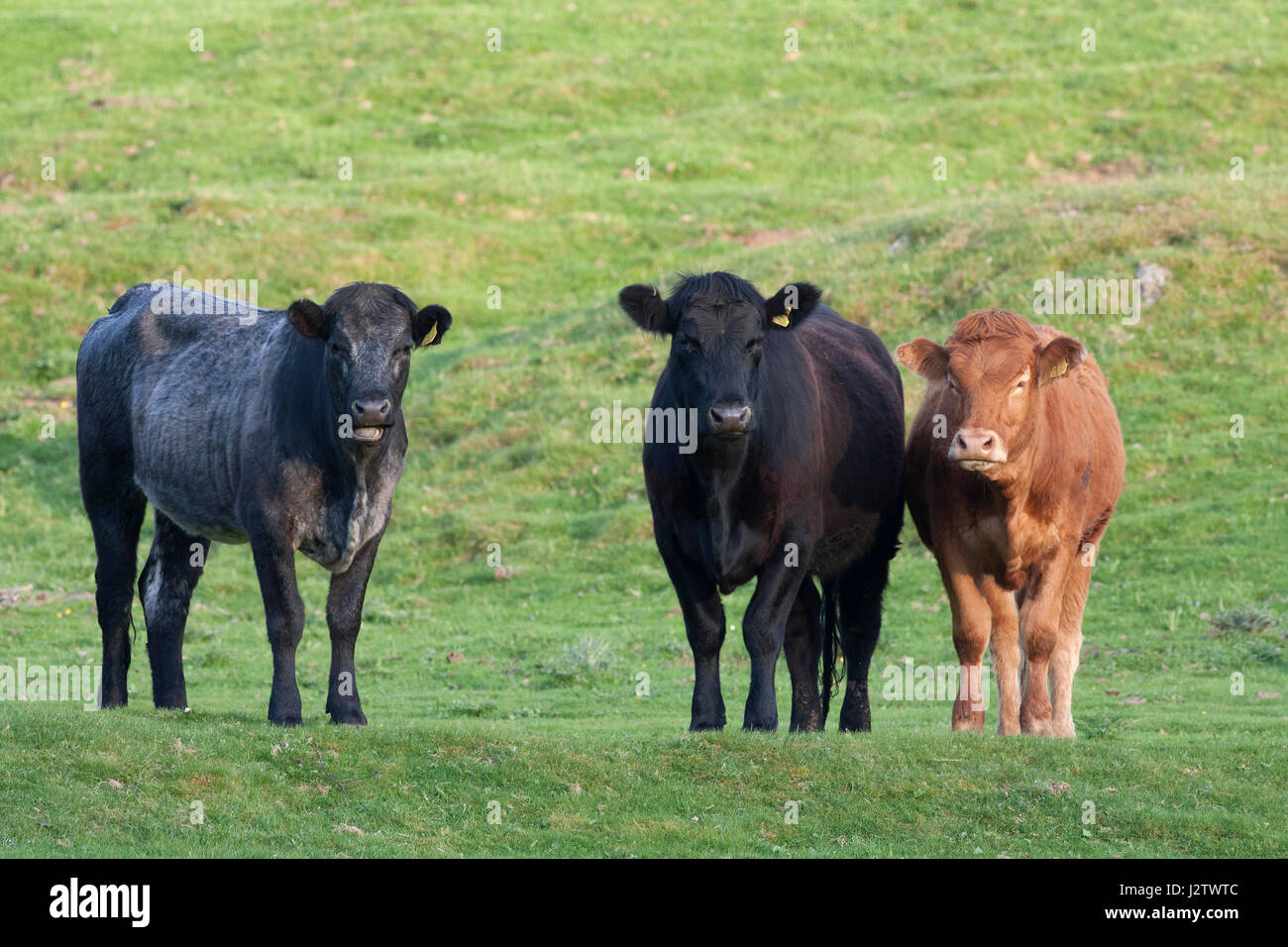 Adult cows hi-res stock photography and images - Alamy