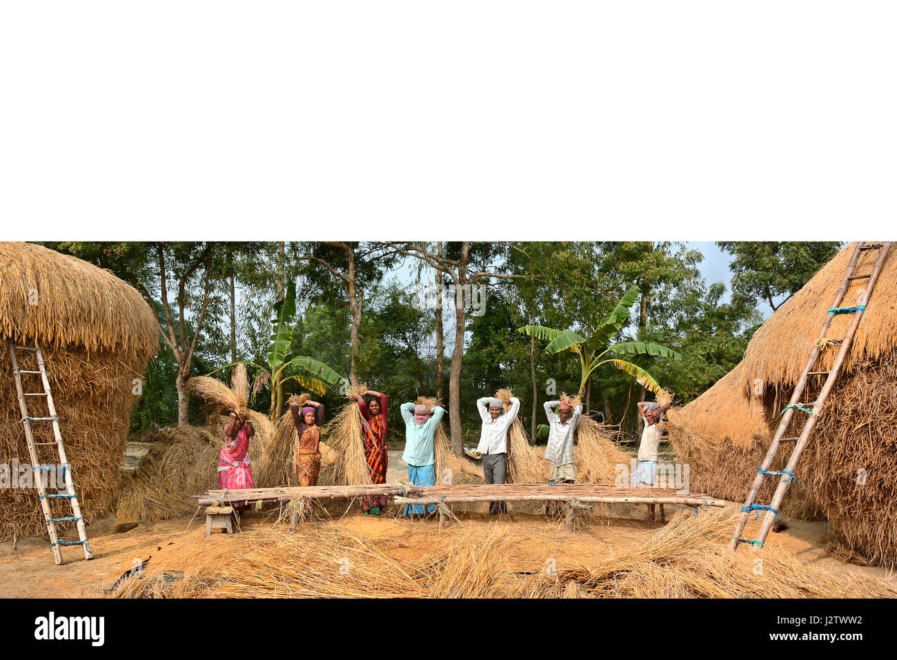 Remote village of people are working together on the dry paddy field ...