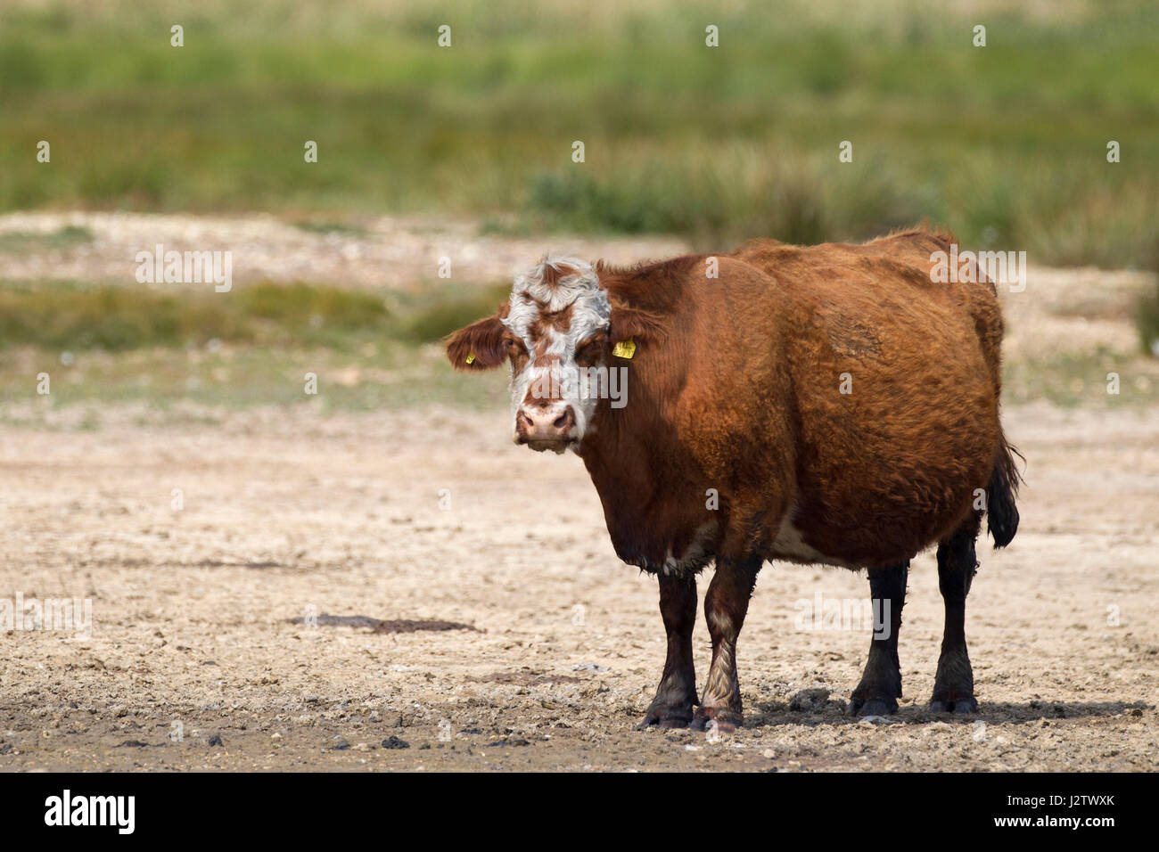Hereford Cow, single adult female standing on dried marshland. Taken ...
