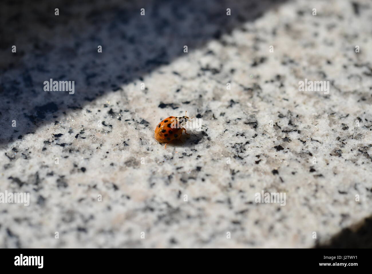 Dot bug hi-res stock photography and images - Alamy