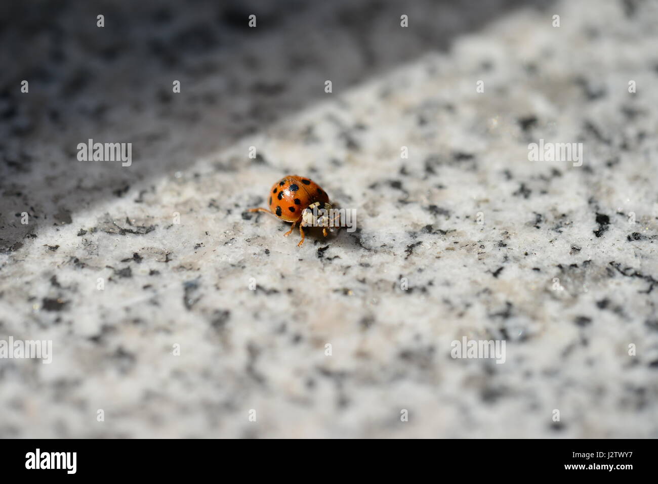 Tiny lady bug Stock Photo - Alamy