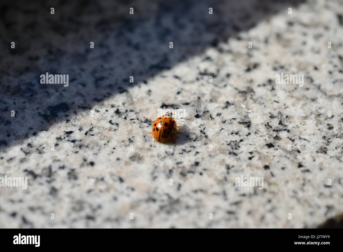Tiny lady bug Stock Photo - Alamy