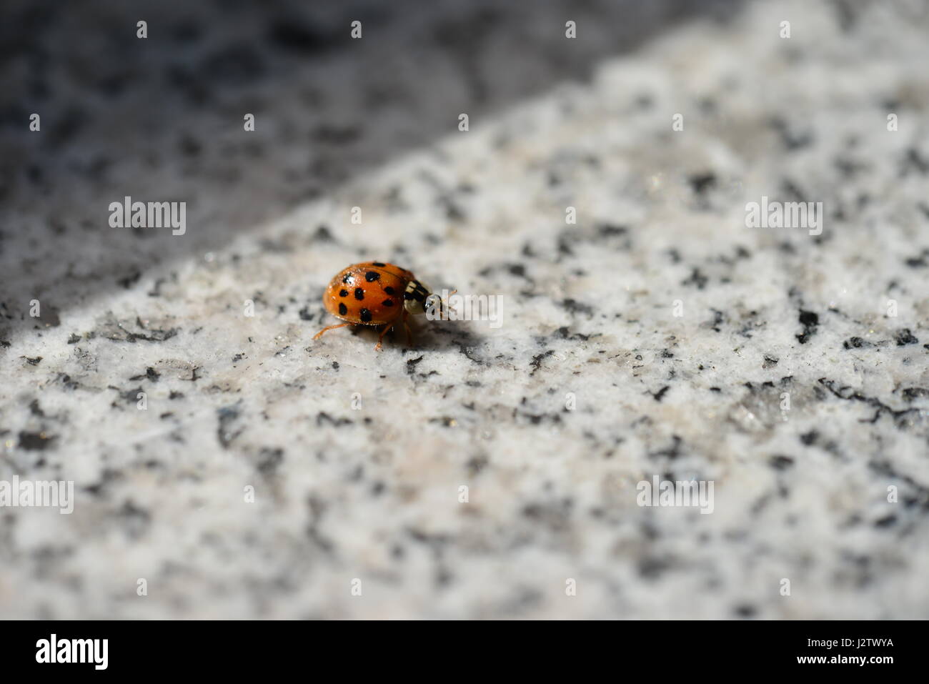 Tiny lady bug Stock Photo - Alamy