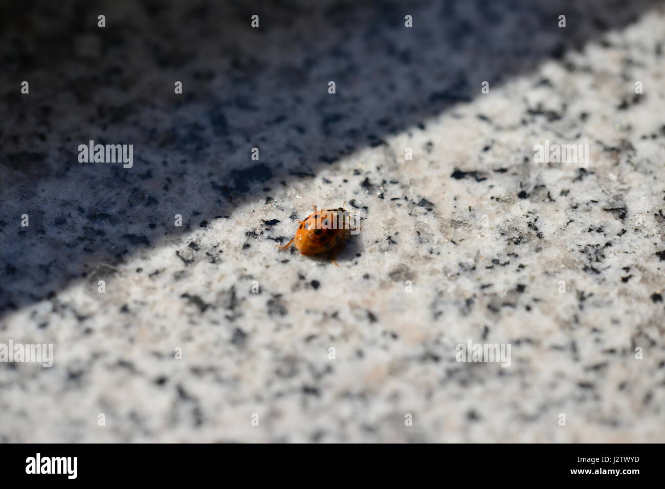 Tiny lady bug Stock Photo - Alamy