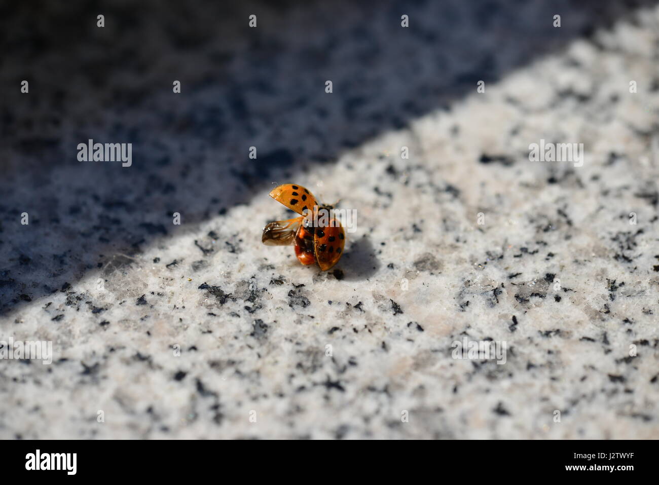 Tiny lady bug Stock Photo - Alamy