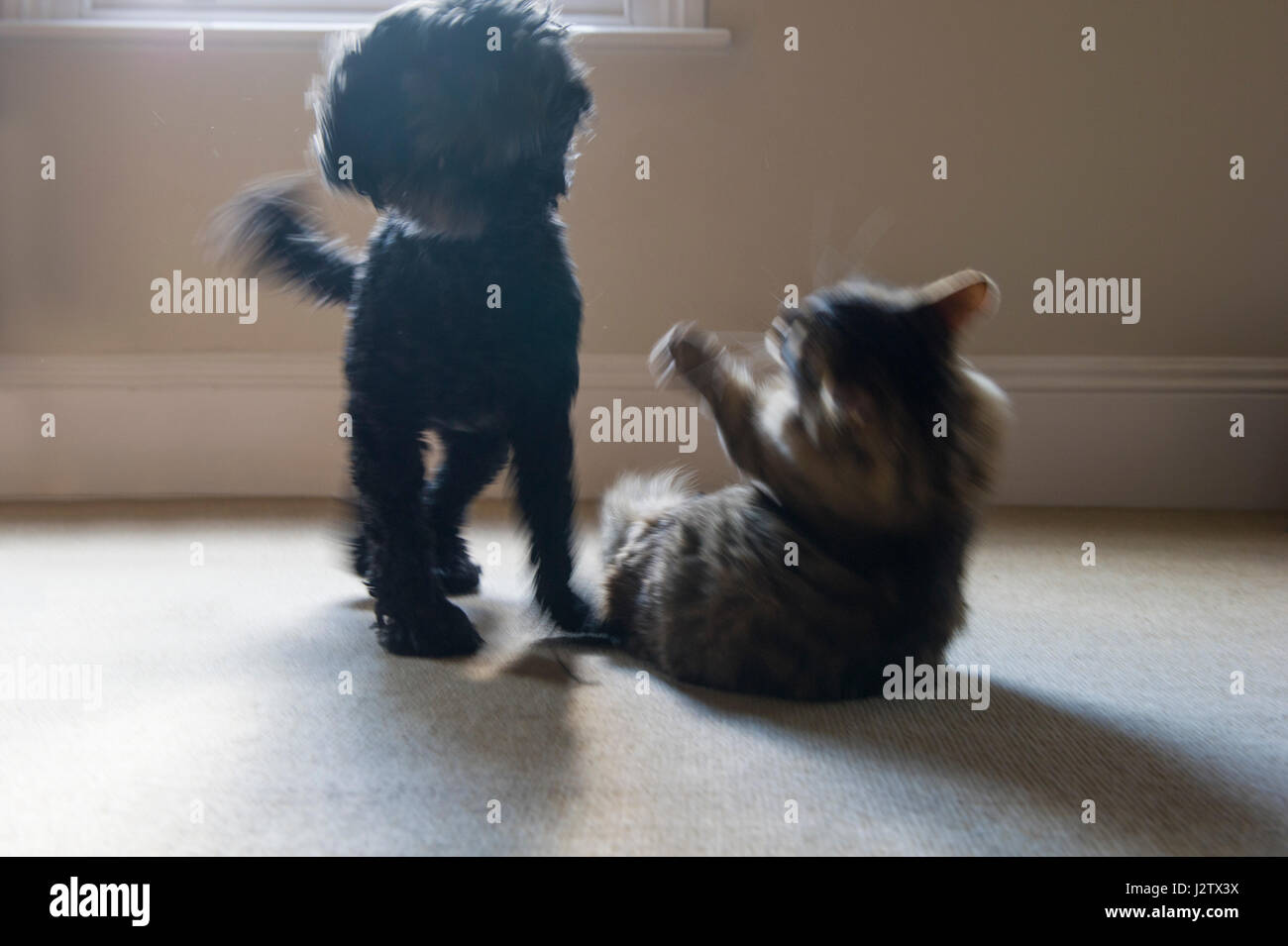 A cockapoo dog and a munchkin cat fight in a domestic home Stock Photo ...