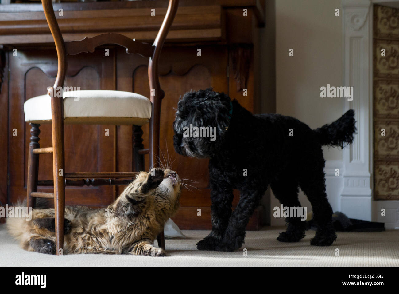 Clawing cats hi-res stock photography and images - Alamy