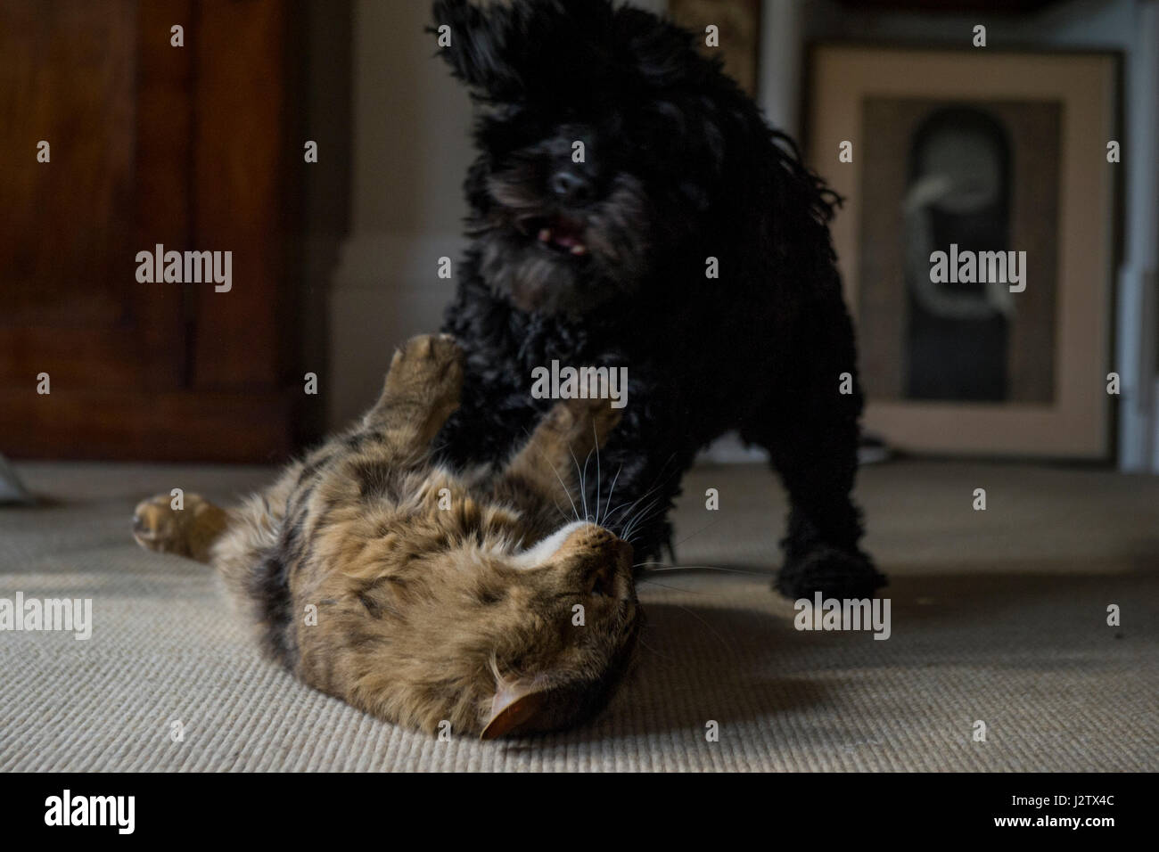 A cockapoo dog and a munchkin cat fight in a domestic home Stock Photo ...