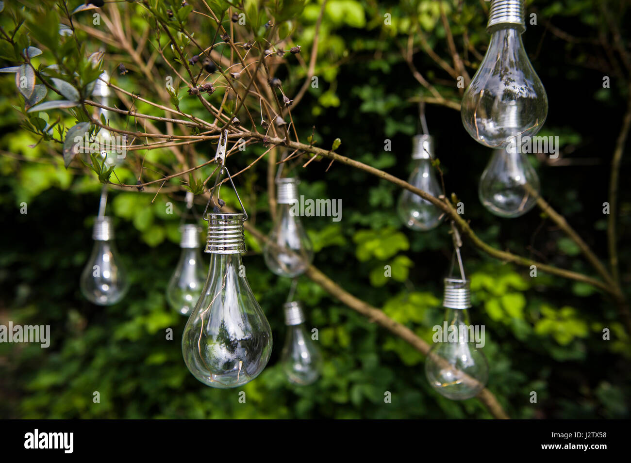 Lots of solar powered lightbulbs in a tree Stock Photo - Alamy
