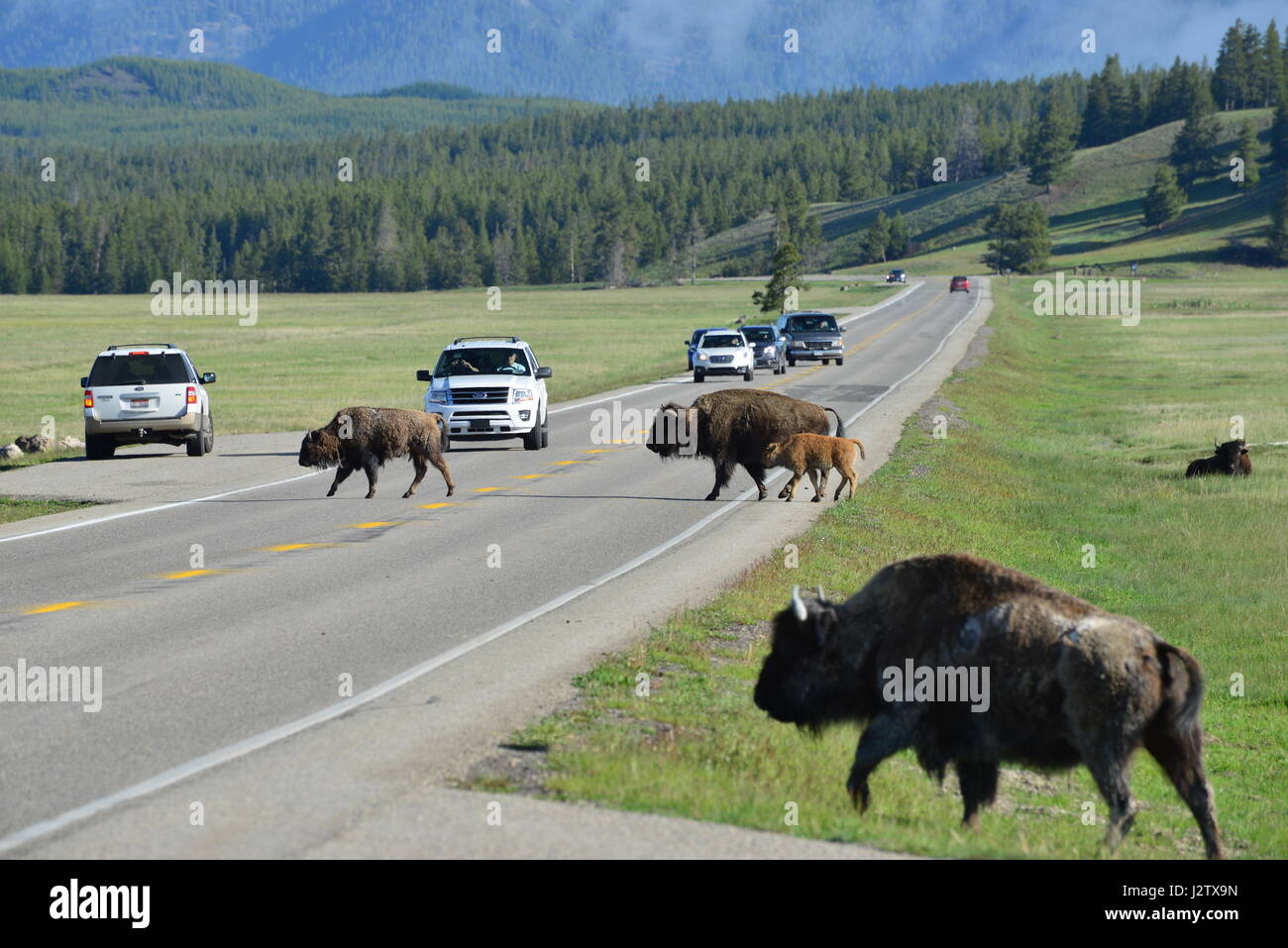 Bison in Yellowstone Stock Photo - Alamy