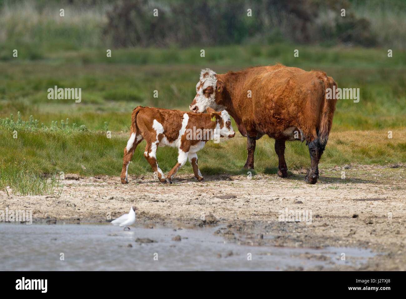 Hereford Cattle, single adult female with calf on marshland. Taken June ...
