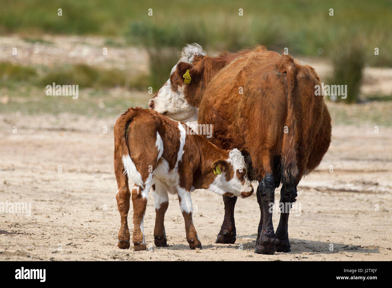 Hereford Cow And Calf Stock Photos & Hereford Cow And Calf Stock Images ...