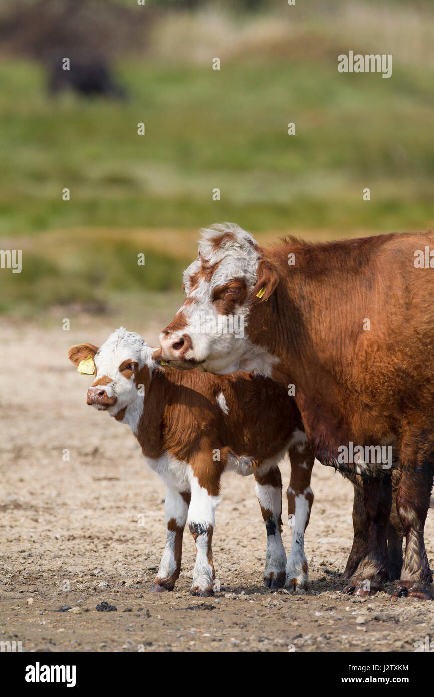 Marshland cattle hi-res stock photography and images - Alamy