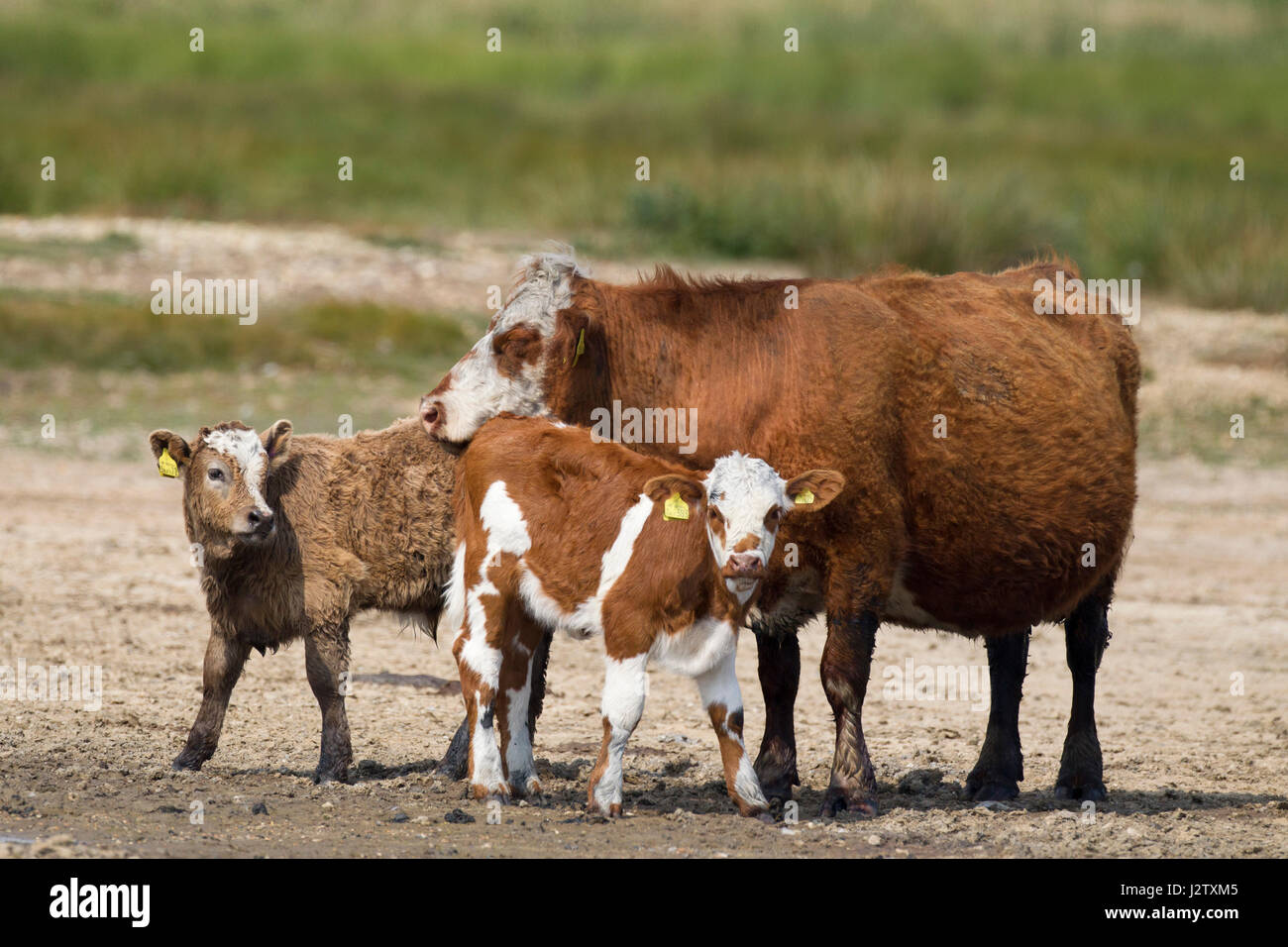 Hereford Cattle, single adult female with two calves on marshland ...