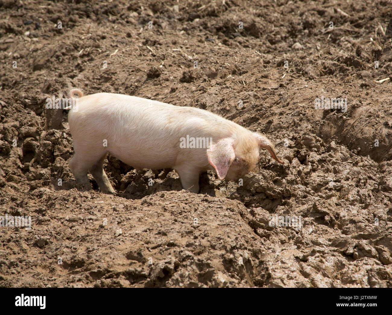 British pig farming hi-res stock photography and images - Alamy