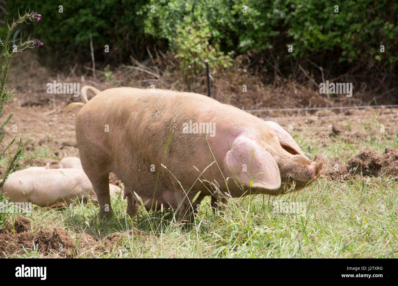 British lop pigs hi-res stock photography and images - Alamy