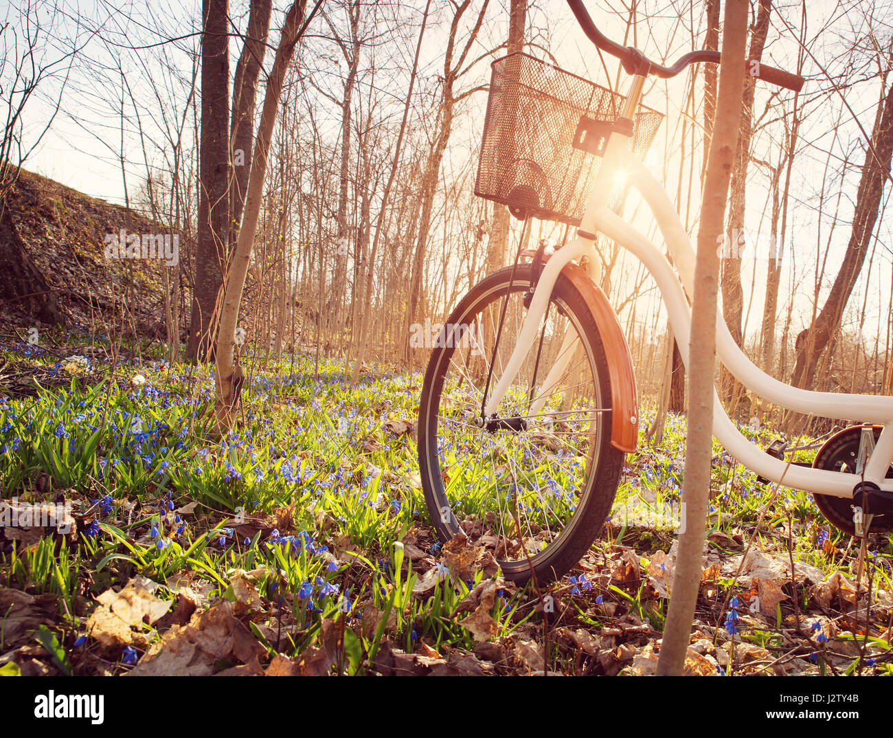 bicycle in the forest in spring Stock Photo - Alamy