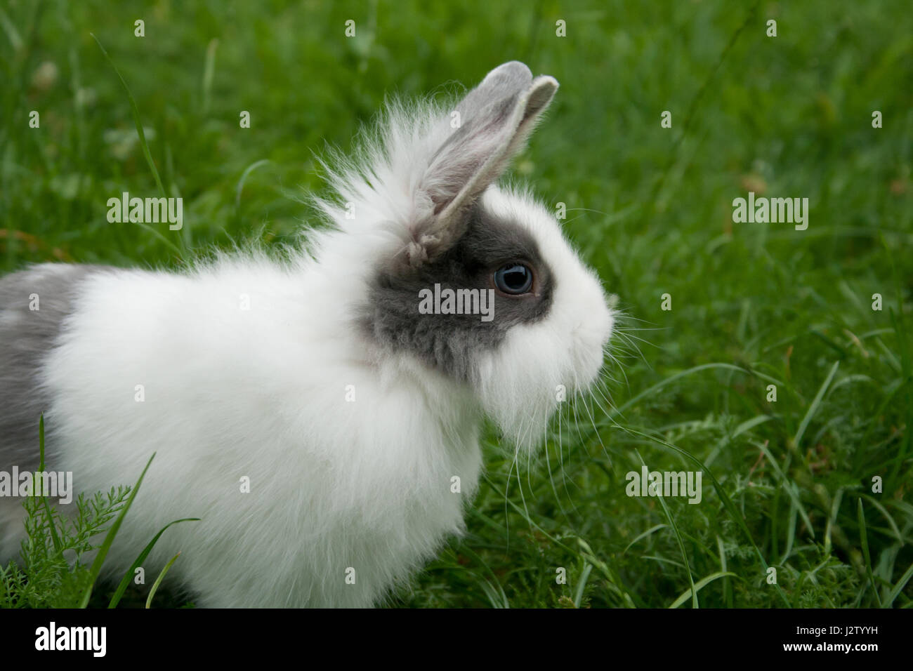 Young dwarf rabbit in the grass Stock Photo - Alamy