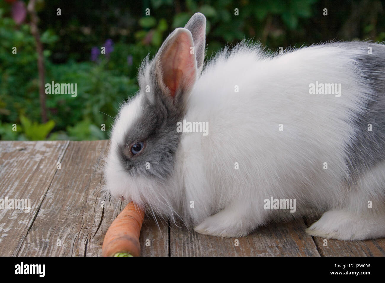 Cute little rabbit eats a carrot Stock Photo - Alamy