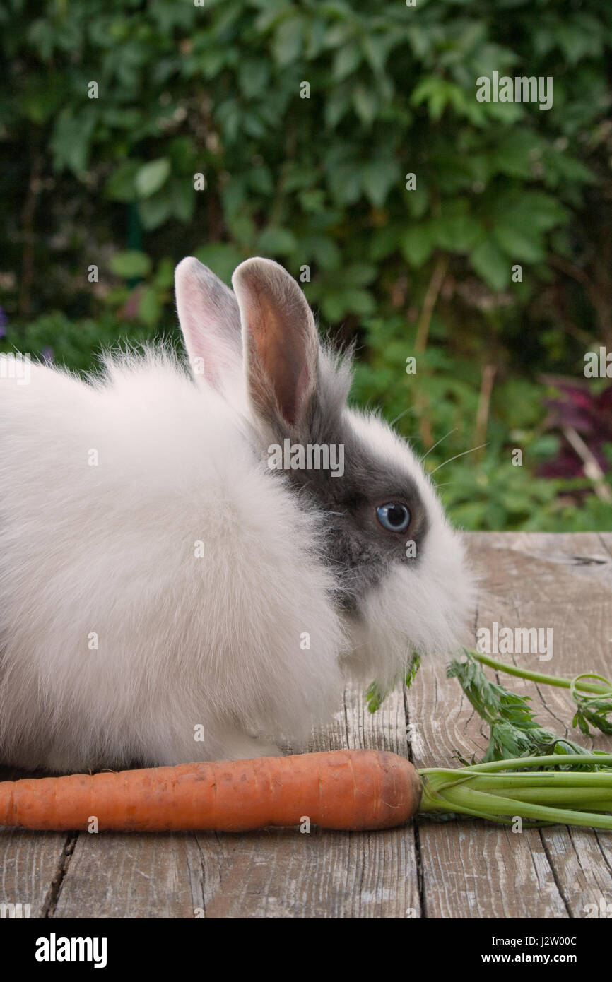 Cute little rabbit eats a carrot Stock Photo - Alamy