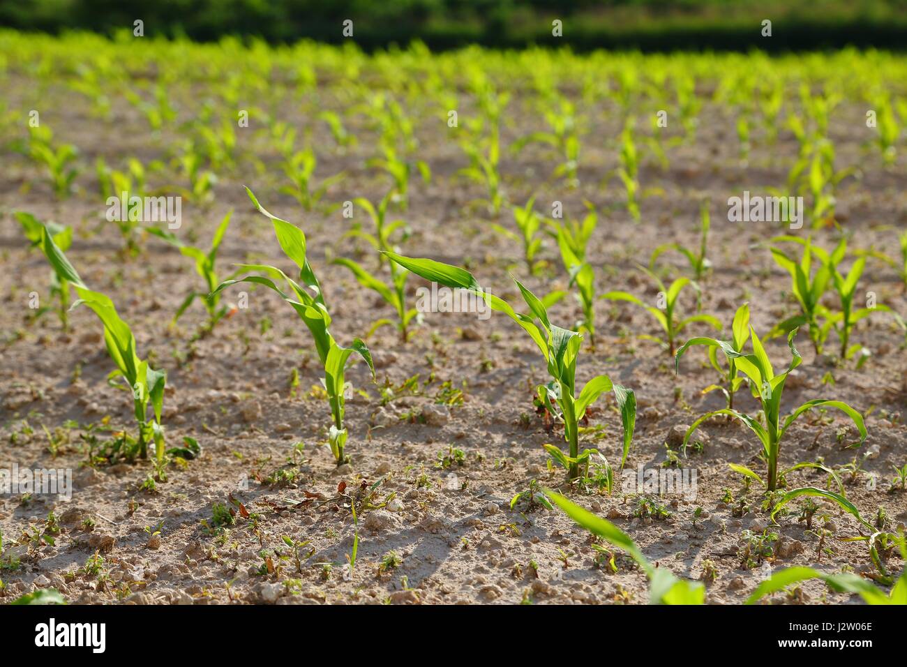 Agricultural field with plants Stock Photo - Alamy