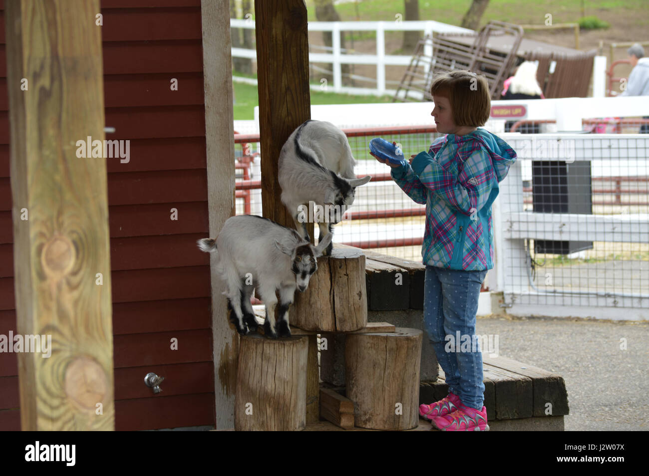Girl brushing goat at the farm Stock Photo - Alamy