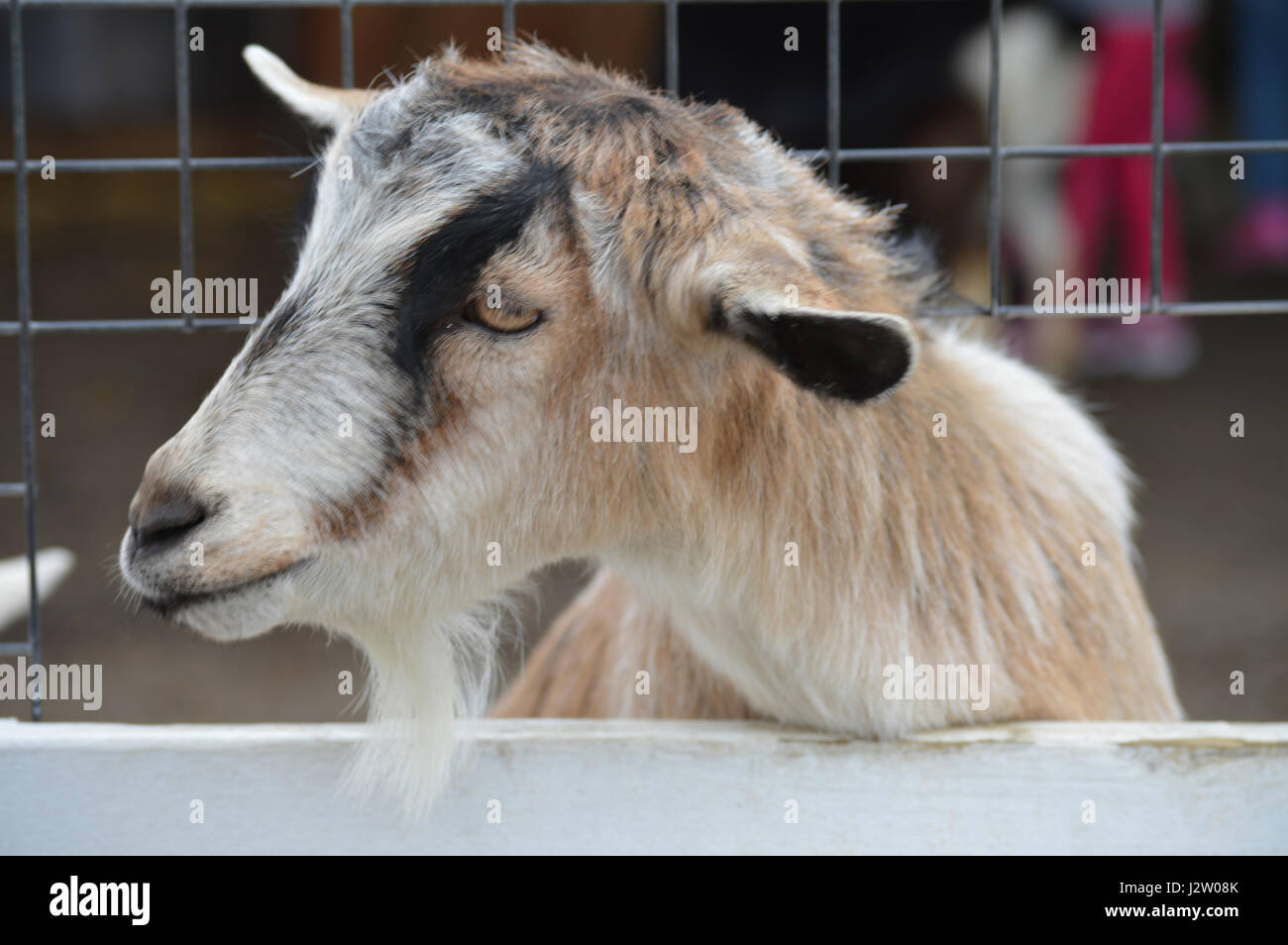 Goat at the farm Stock Photo - Alamy