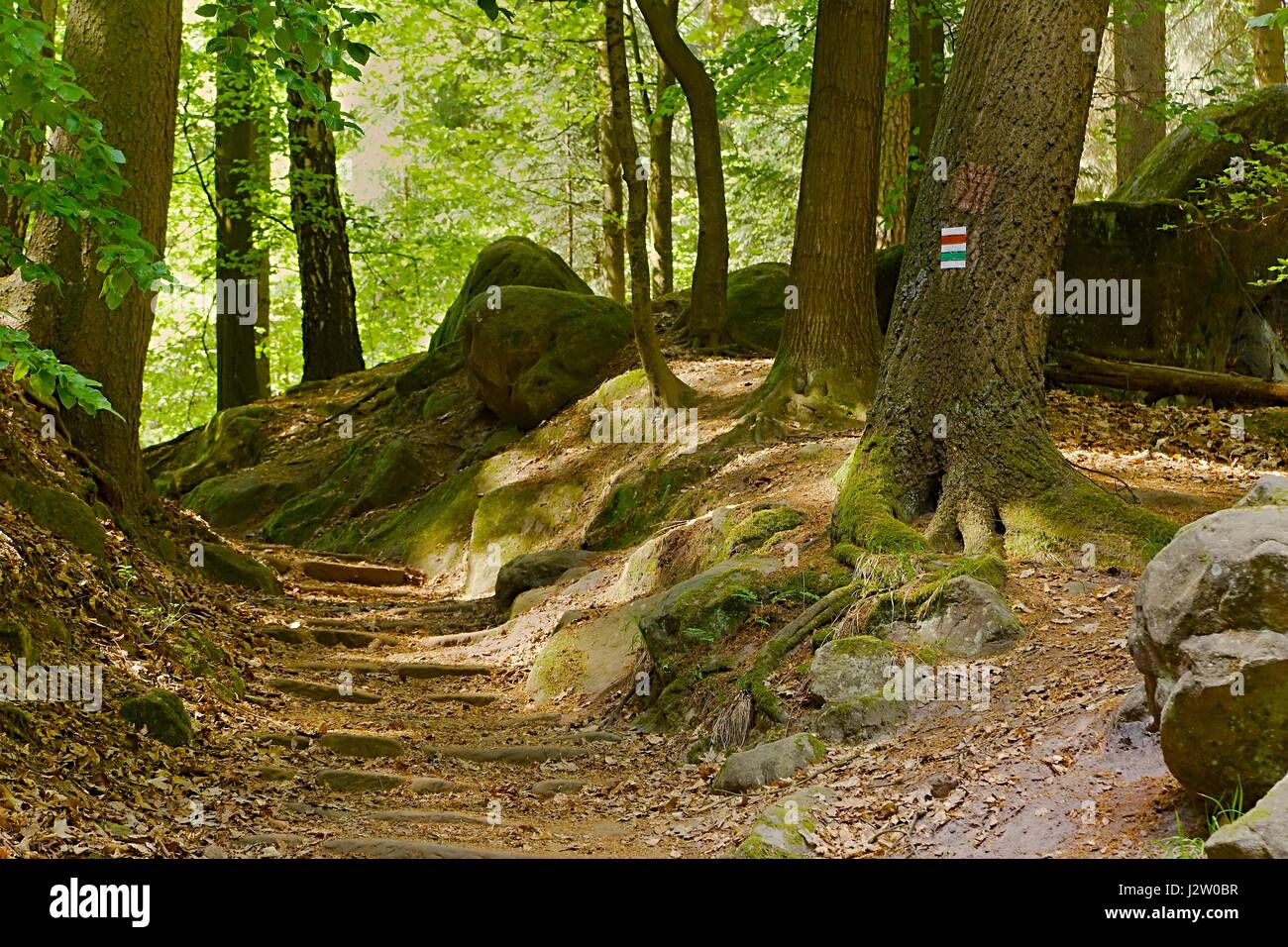 Forest walking route Stock Photo - Alamy