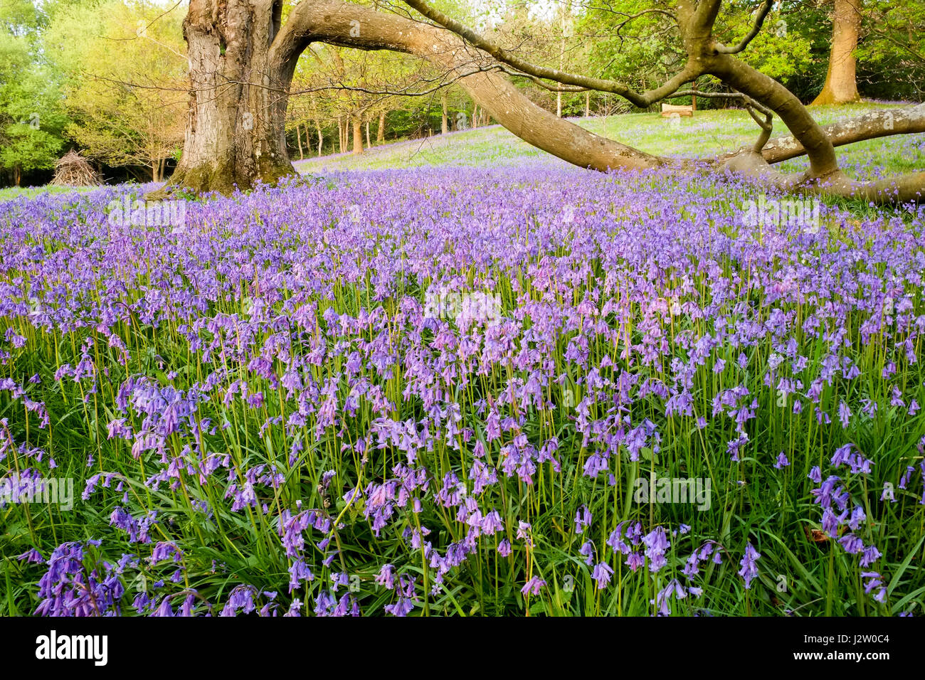 Dense growth shrubs trees hi-res stock photography and images - Alamy