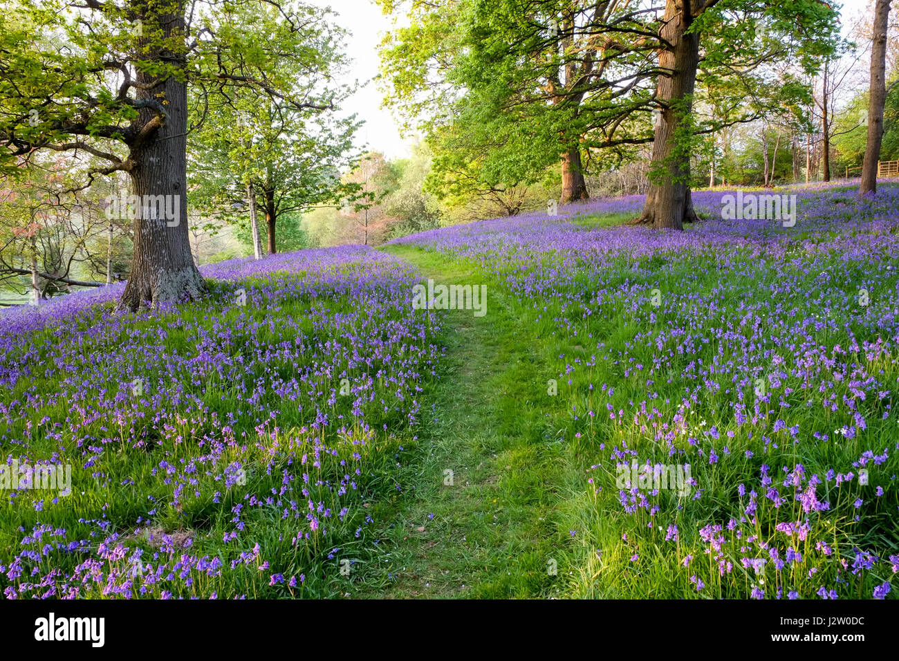 An mature open woodland with a dense groundcover of bluebells Stock ...