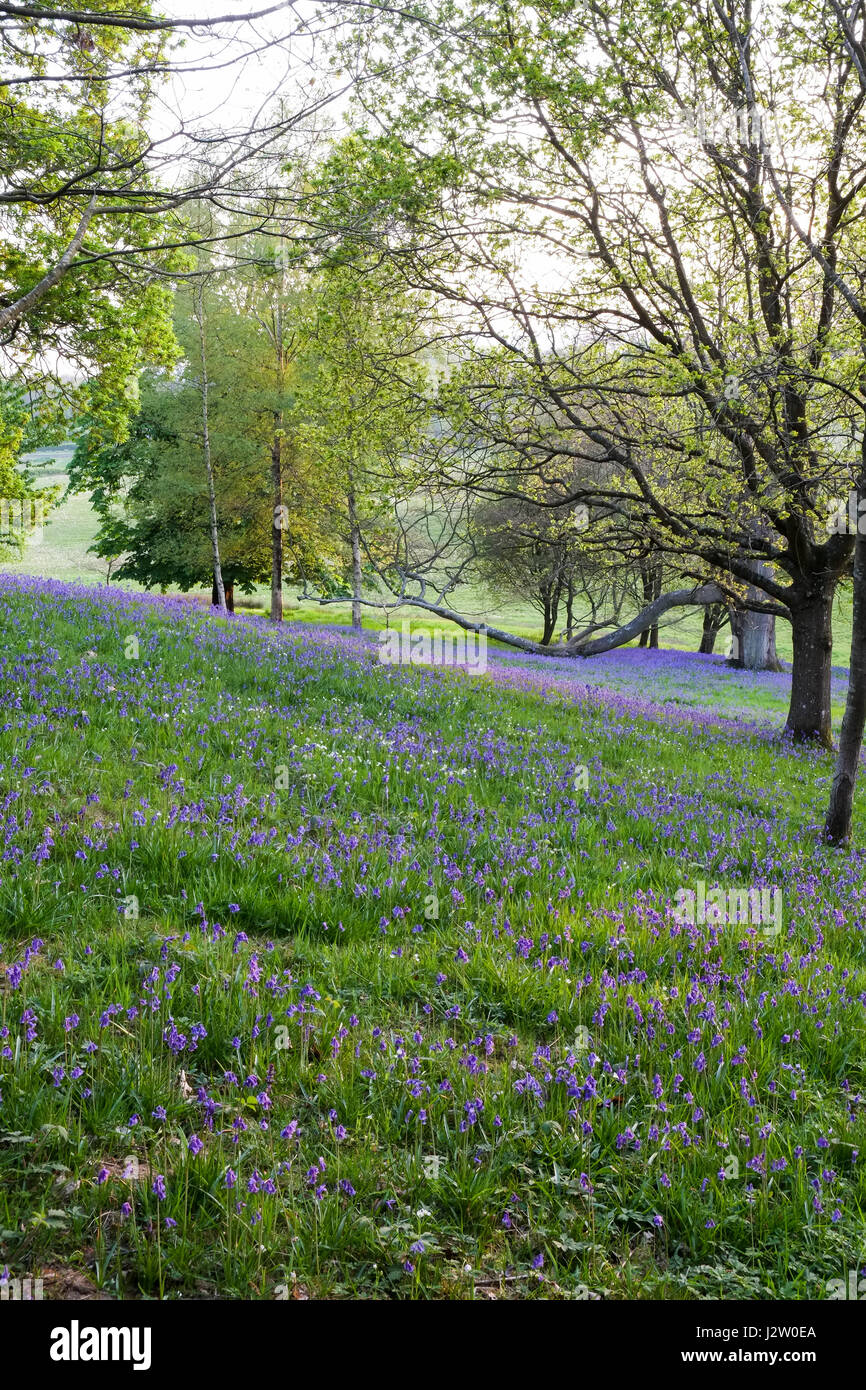 An mature open woodland with a dense groundcover of bluebells Stock ...