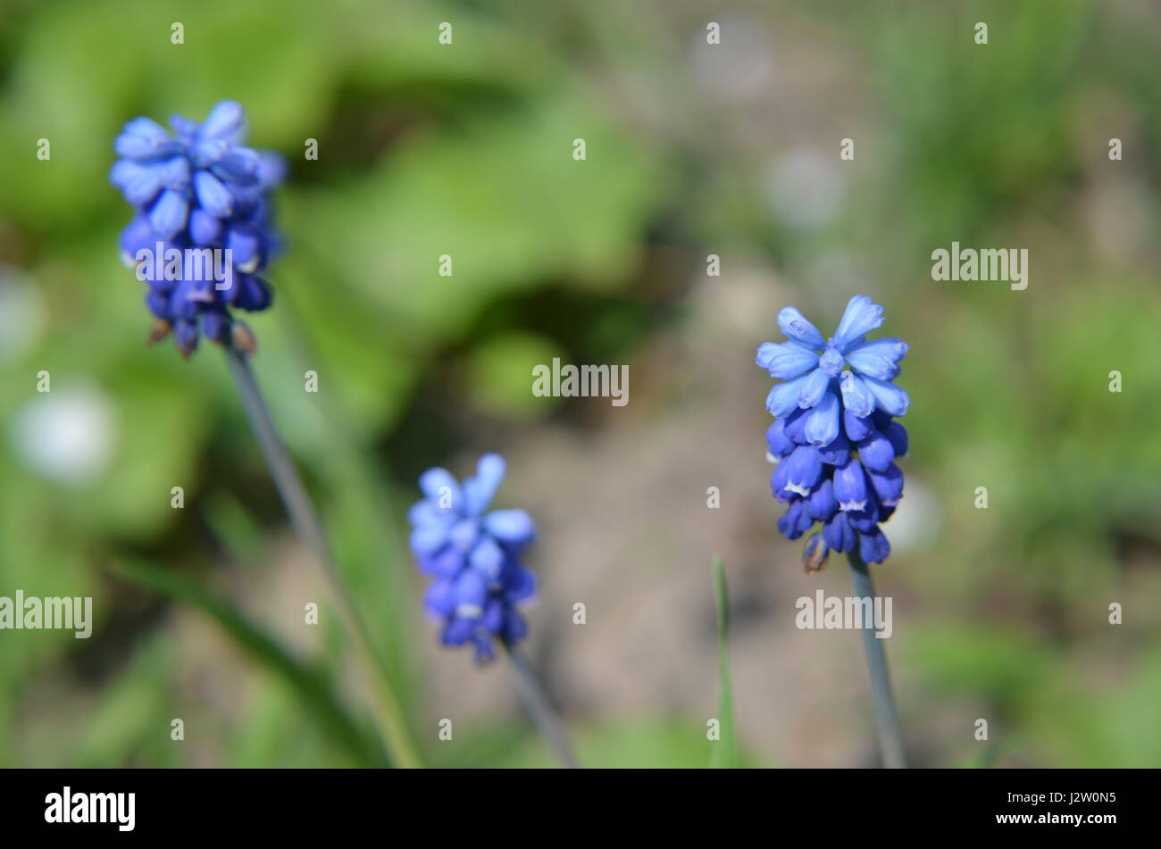 Spring flowers muscari at the field closeup Stock Photo - Alamy