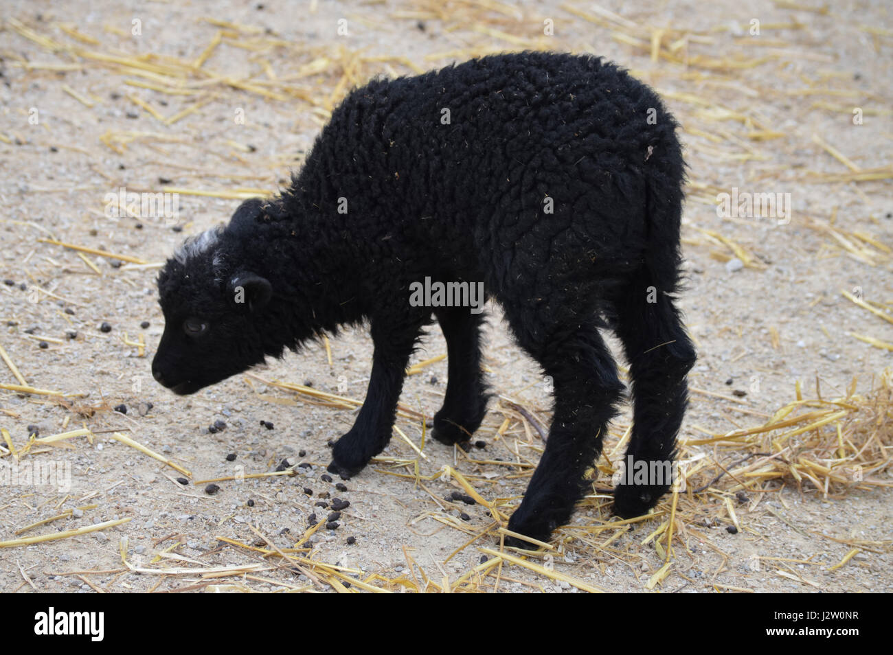 Lamb at the farm Stock Photo - Alamy