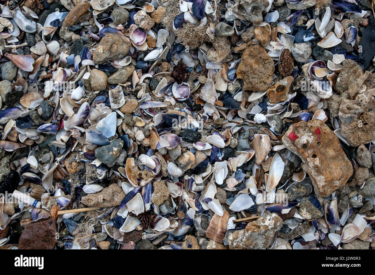 A pile of seashells on the shore Stock Photo - Alamy