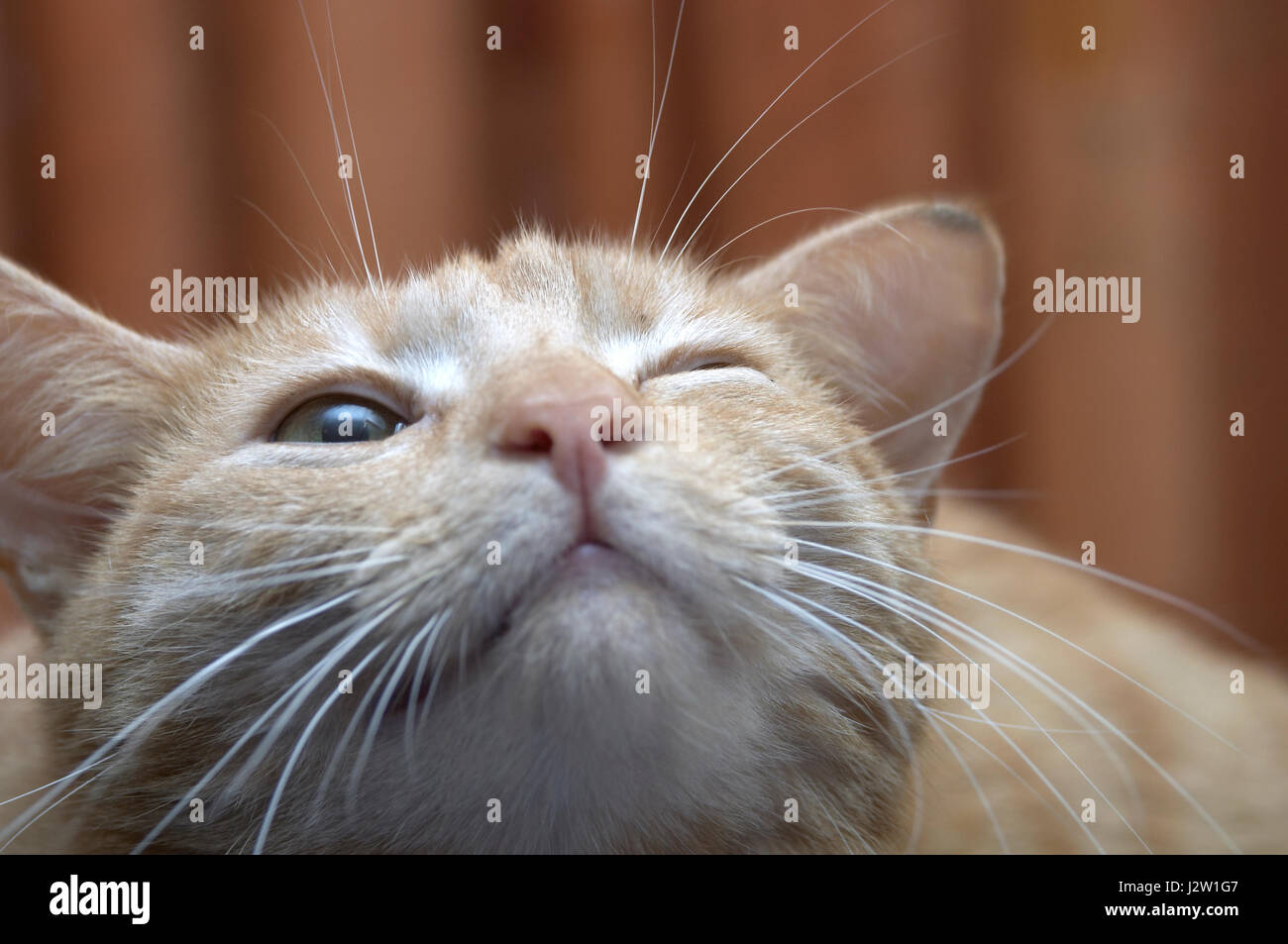 Squinting one eye hi-res stock photography and images - Alamy