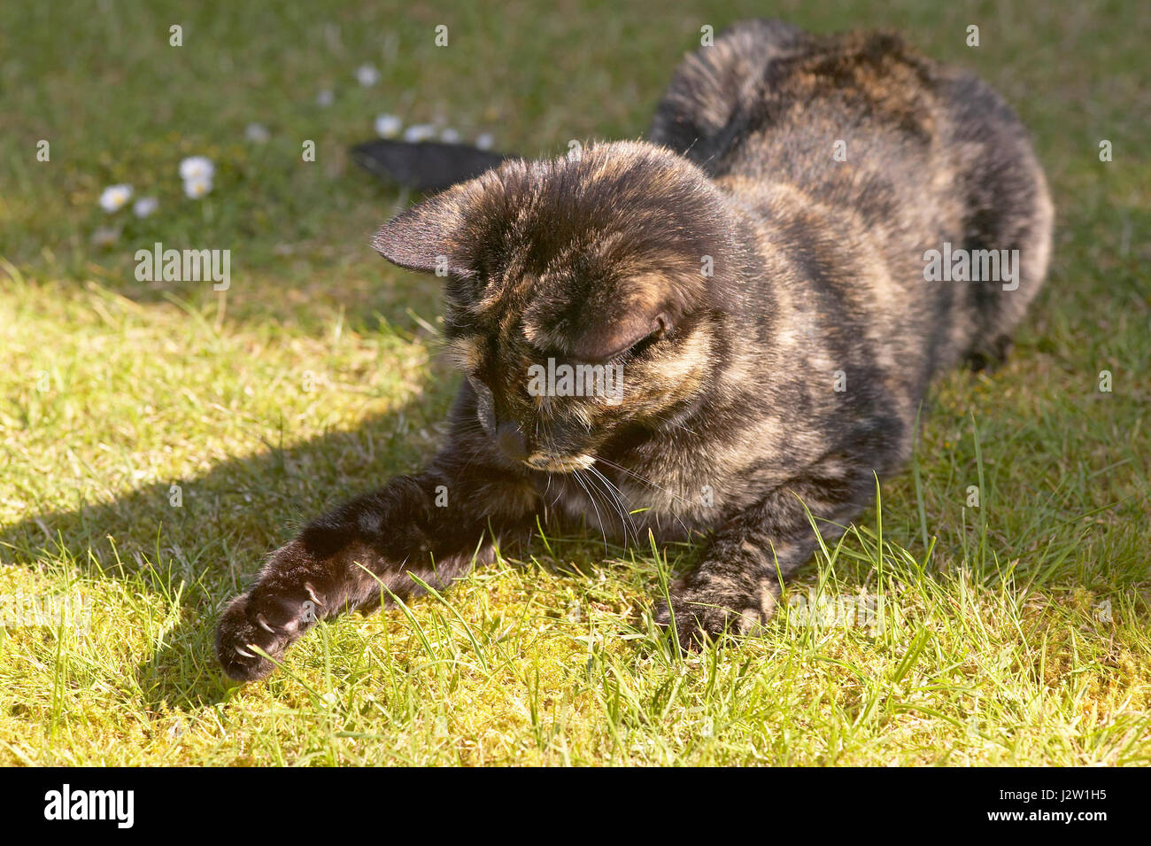 Tortoiseshell Kitten Outside
