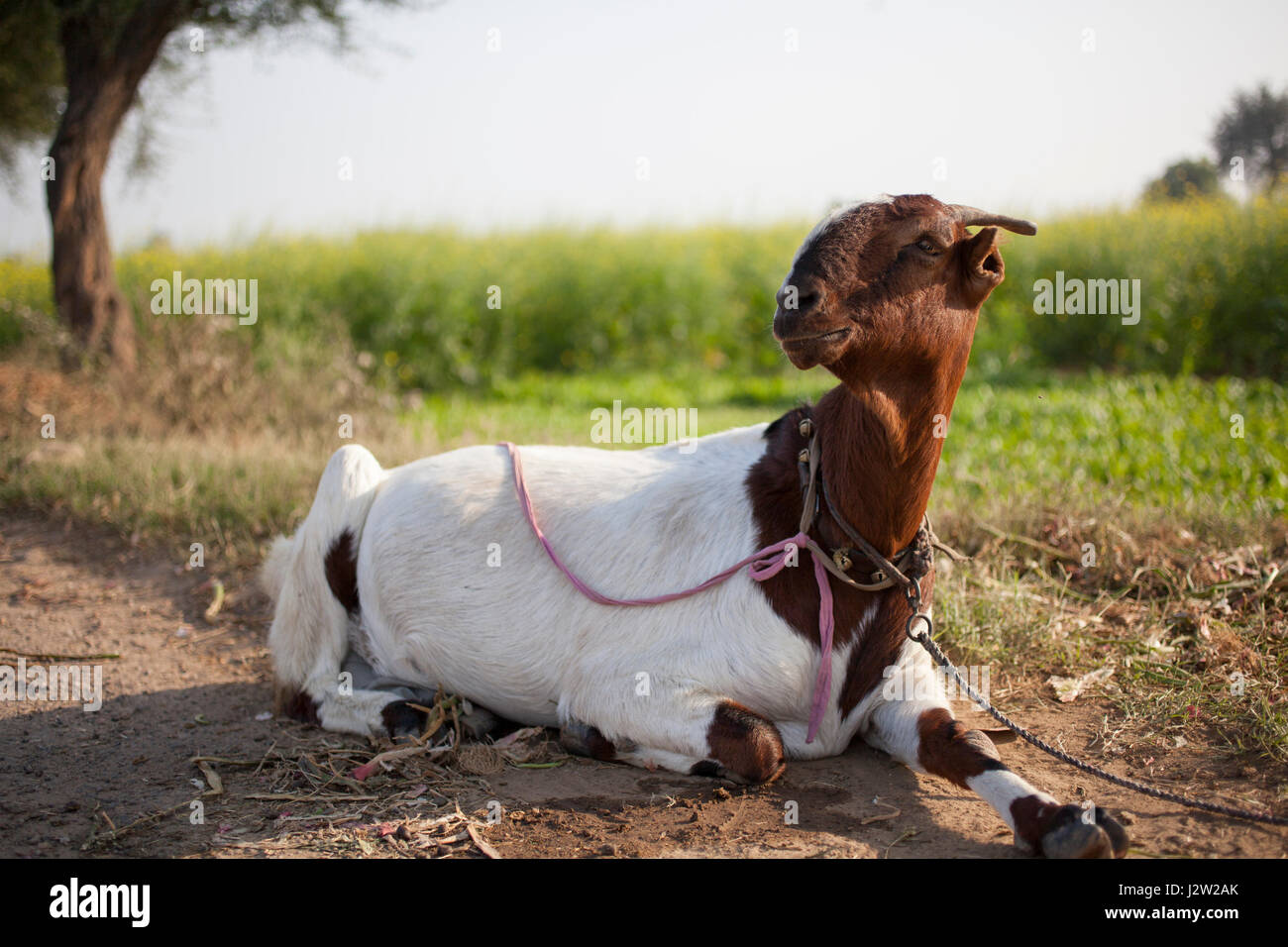 Goat on leash hi-res stock photography and images - Alamy