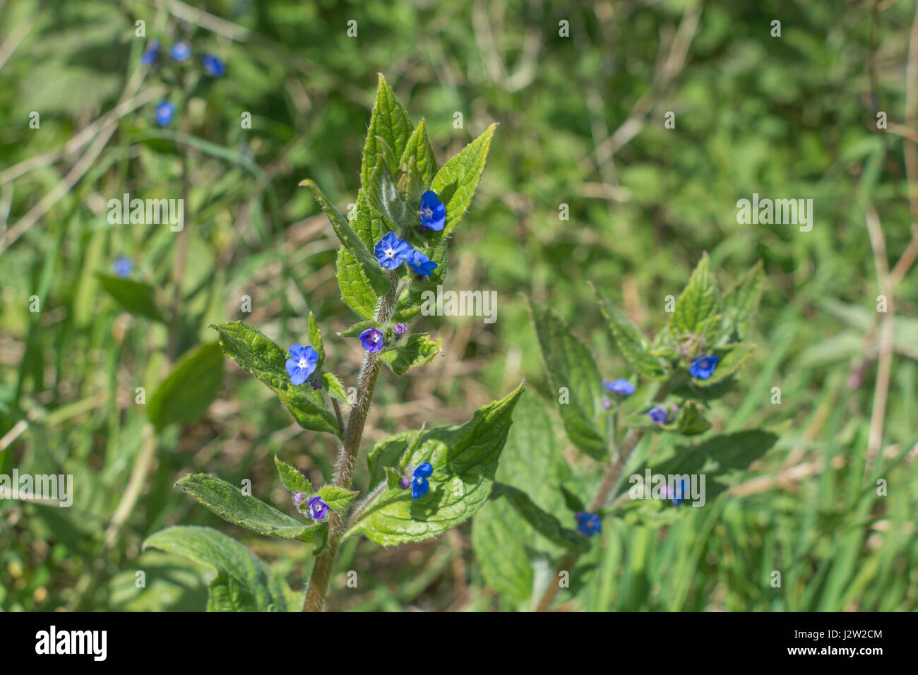 Pentaglottis sempervirens blue hi-res stock photography and images - Alamy