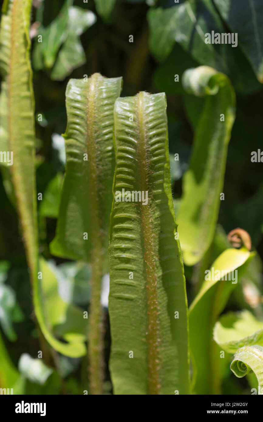 Lengua visible hi-res stock photography and images - Alamy