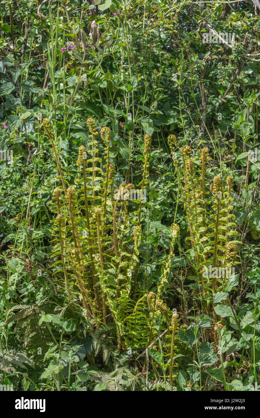 Example of Dryopteris filix-mas / Common Male Fern leaves Stock Photo ...
