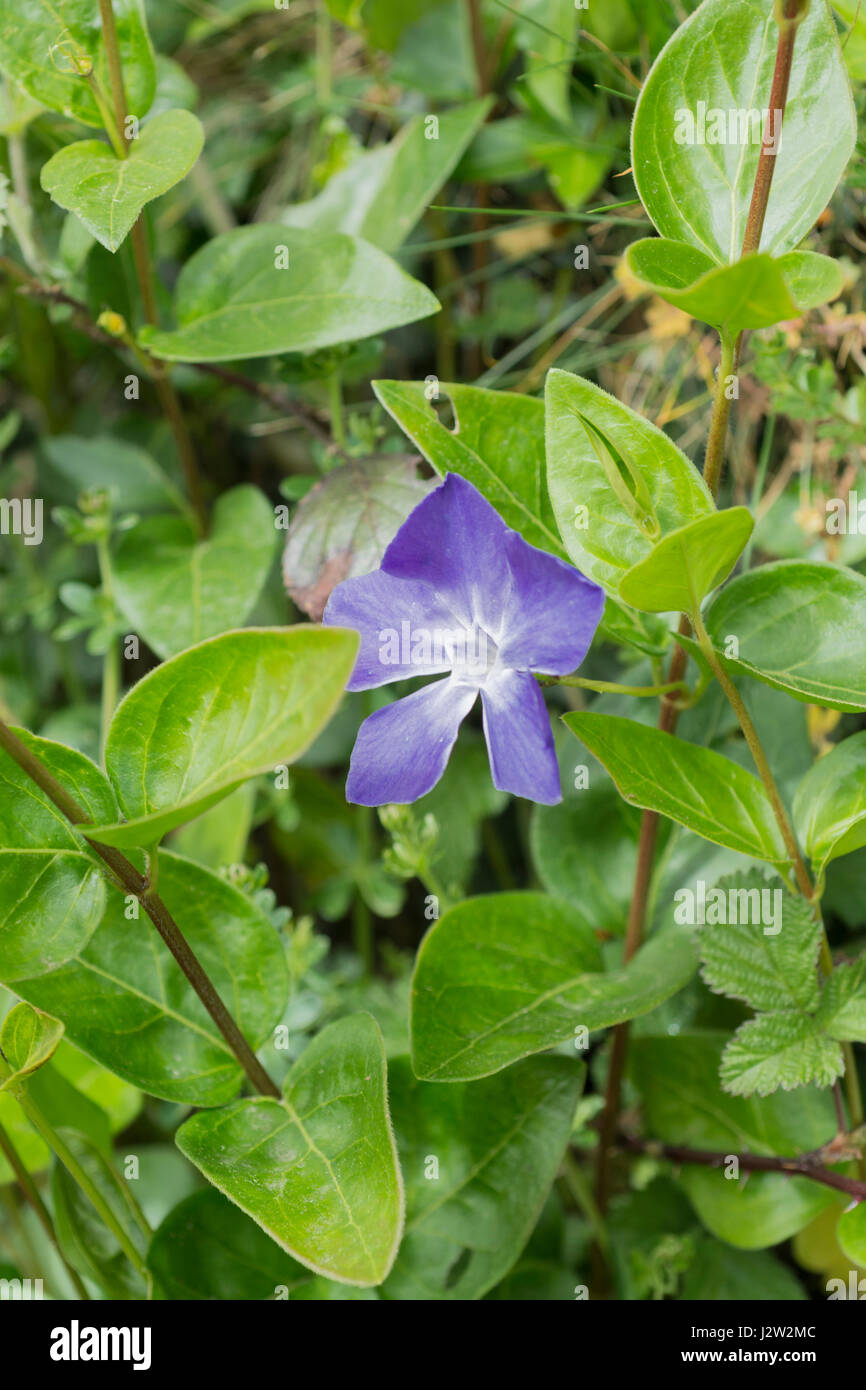 Flower and leaves of the Lesser Periwinkle / Vinca minor Stock Photo ...