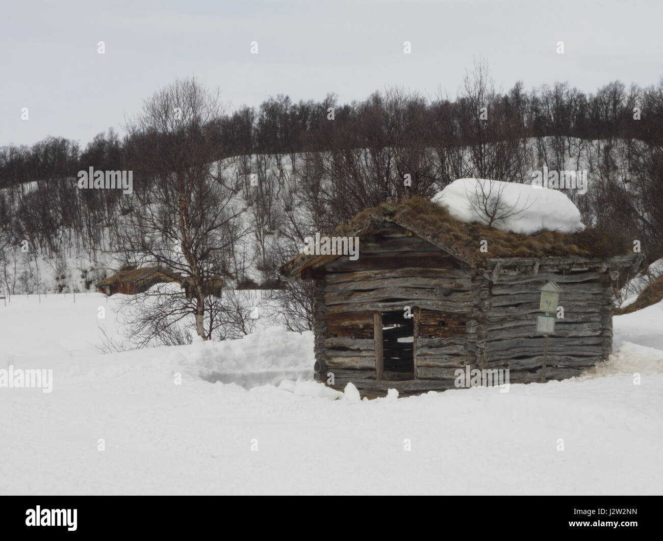 Old barn with bushes growing on the roof Stock Photo - Alamy