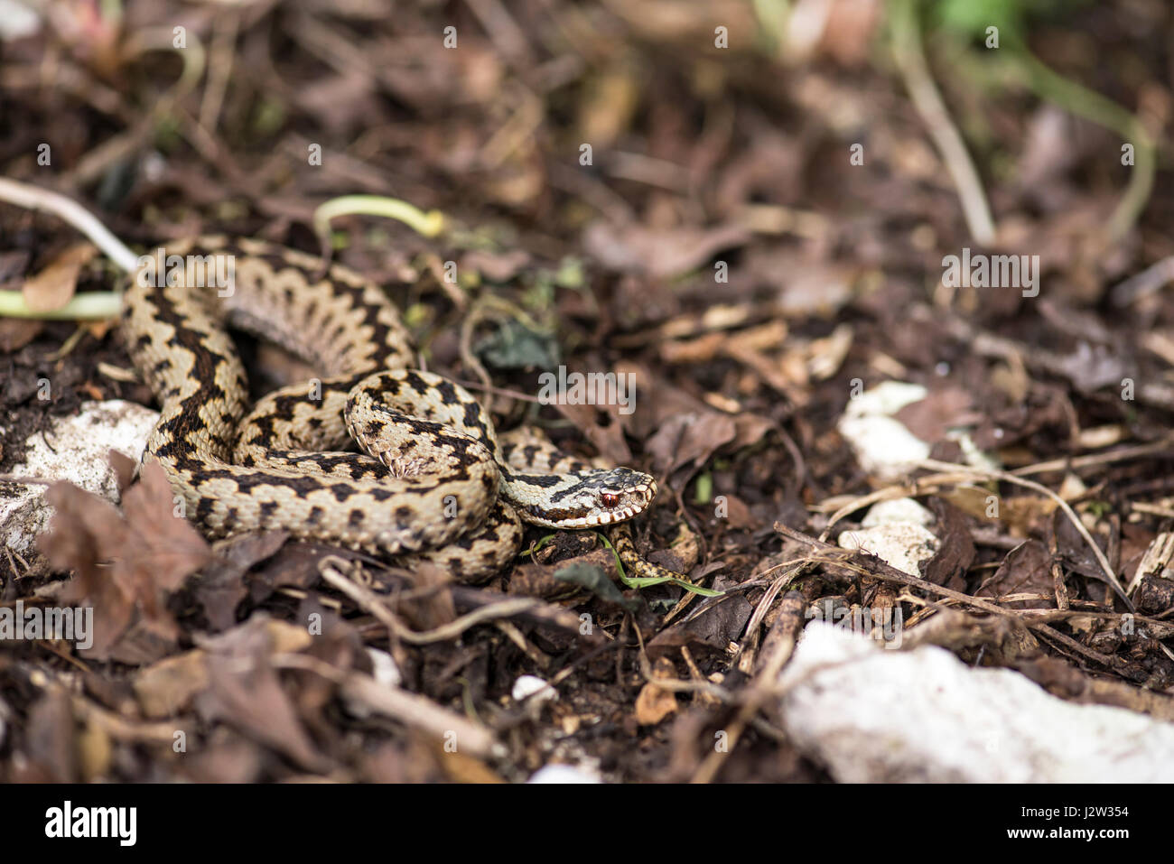 Adder (Vipera berus), male Stock Photo - Alamy